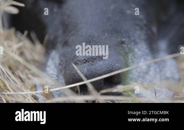 Grass on nose Stock Videos & Footage - HD and 4K Video Clips - Alamy