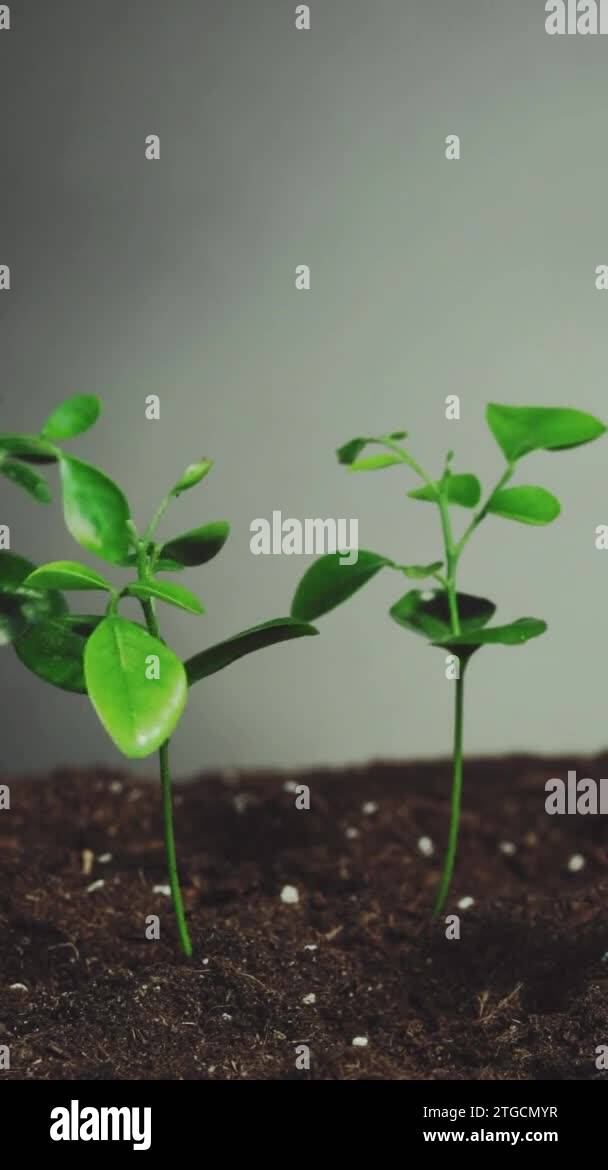 Seedling growth. Eco plant. Sustainable Earth. Young green tree sapling ...