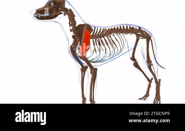 Deltoideus muscle Dog muscle Anatomy For Medical Concept 3D Animation ...