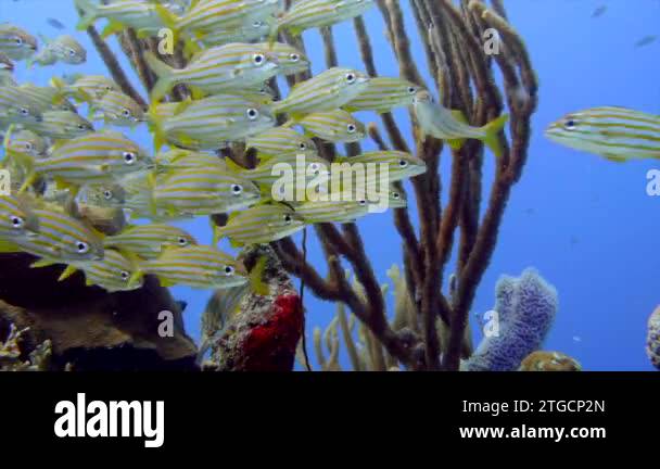 Sergeant major fish caribbean Stock Videos & Footage - HD and 4K Video ...