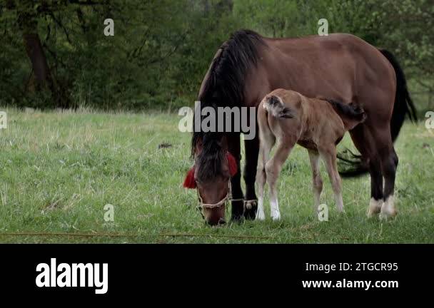 The mare grazes in the field and feeds her cub with milk. A family of ...