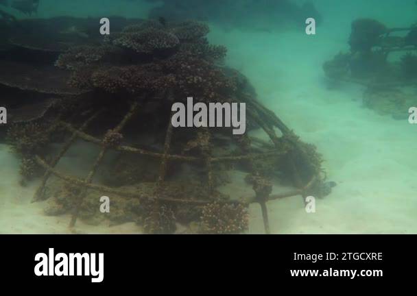 Coral reef underwater structure Stock Videos & Footage - HD and 4K ...