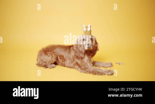 Cocker Spaniel dog with crown. Static shot of English Cocker Spaniel ...