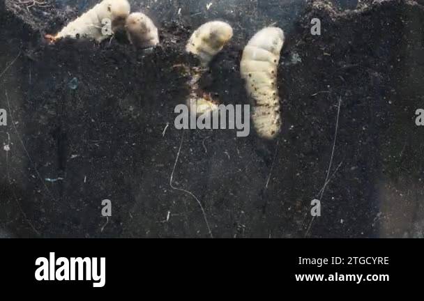 stag beetle caterpillars on open ground trying to burrow into the ...