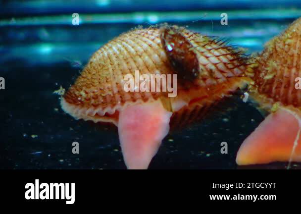 Anadara inaequivalvis - Bivalve mollusk, an invader in the Black Sea ...