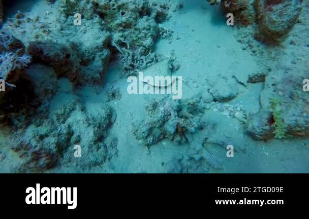 Marbled electric ray torpedo marmorata Stock Videos & Footage - HD and ...