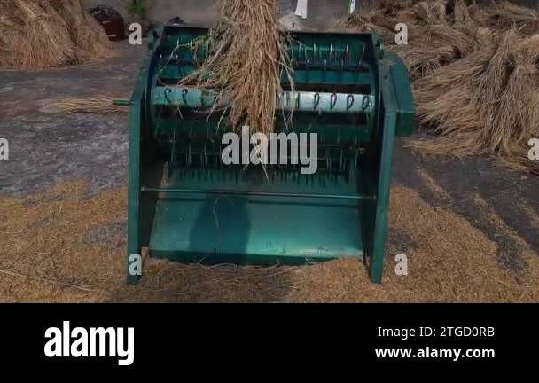 A farmer operates a paddy threshing machine. It is a foot-operated ...