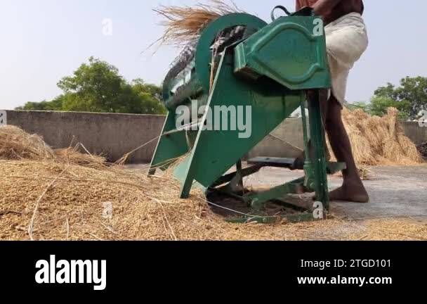 A farmer operates a paddy threshing machine. It is a foot-operated ...