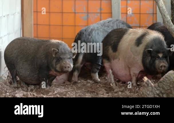 A large pigs sow breed of lop-bellied in a pigsty on a small farm ...