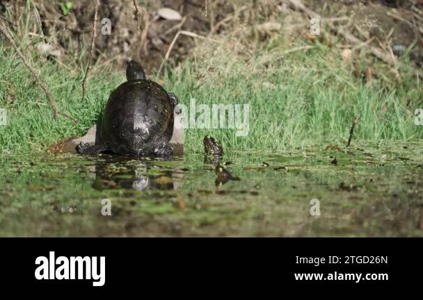Long long mouth Stock Videos & Footage - HD and 4K Video Clips - Alamy