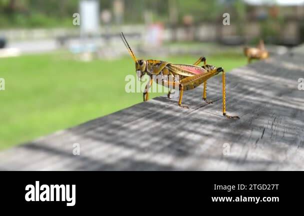 Grasshopper up close Stock Videos & Footage - HD and 4K Video Clips - Alamy