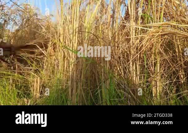 Indian women cutting rice plants with a sickle at harvest time. Hand of ...