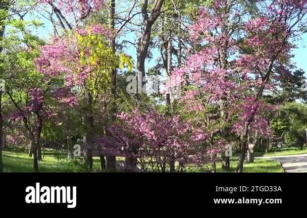 Tree bulgaria Stock Videos & Footage - HD and 4K Video Clips - Alamy
