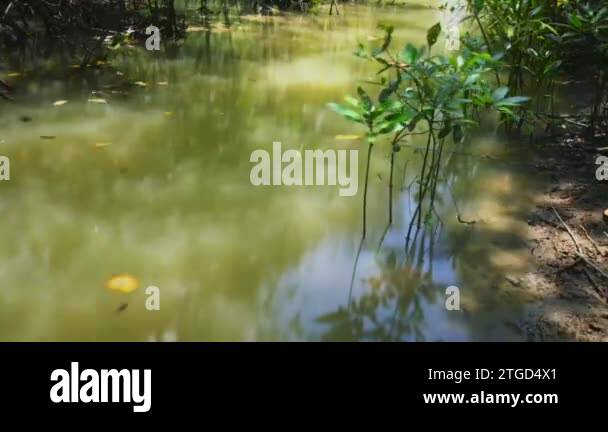 Time lapse of Mangrove trees tide in marine estuaries tidal mudflat, coastal of Indonesia Stock ...