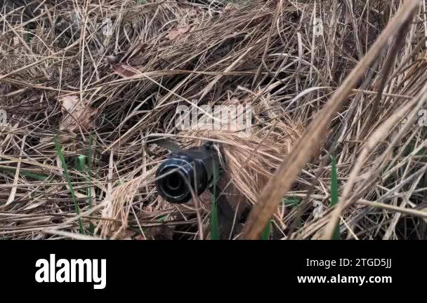 Sniper camouflage fire position among dry grass. Sniper rifle silencer ...