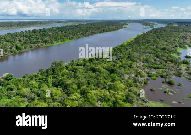Nature tropical Amazon forest at Amazonas Brazil. Mangrove forest ...