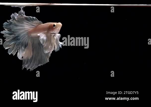 Siamese fighting fish betta splendens Stock Videos & Footage - HD and ...