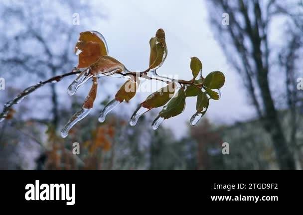 Branches of bush and leaves covered ice after rain in frost in winter ...