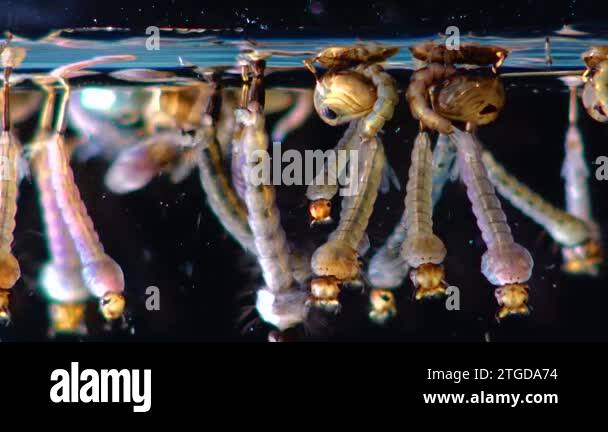 Mosquito, Larvae and Pupae in polluted water. Culex pipiens (the common ...