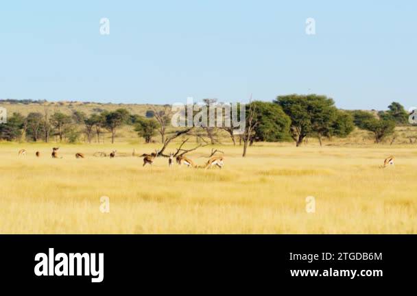 Springbok africa springboks herd Stock Videos & Footage - HD and 4K ...