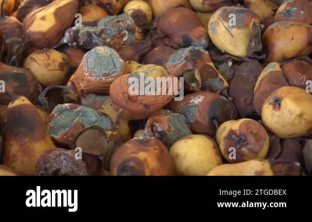 A pile of rotten, moldy pears. Mildew on Fruits. Food loss and waste ...