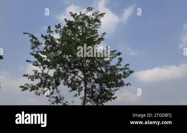 Dalbergia sissoo tree in blue sky background. This tree, known commonly ...