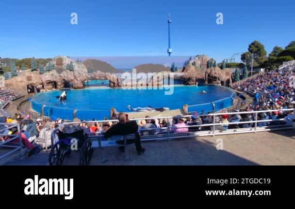 Orca man Stock Videos & Footage - HD and 4K Video Clips - Alamy