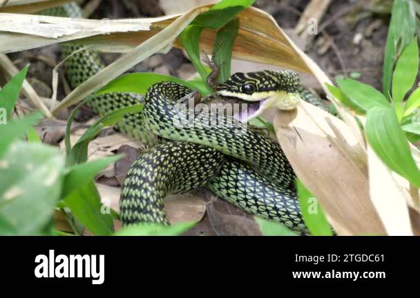 Snake skink Stock Videos & Footage - HD and 4K Video Clips - Alamy