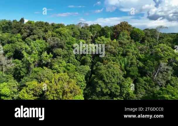 Amazon River at Amazon Forest. The famous tropical forest of world ...
