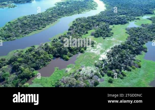 Amazon River at Amazon Forest. The famous tropical forest of world ...