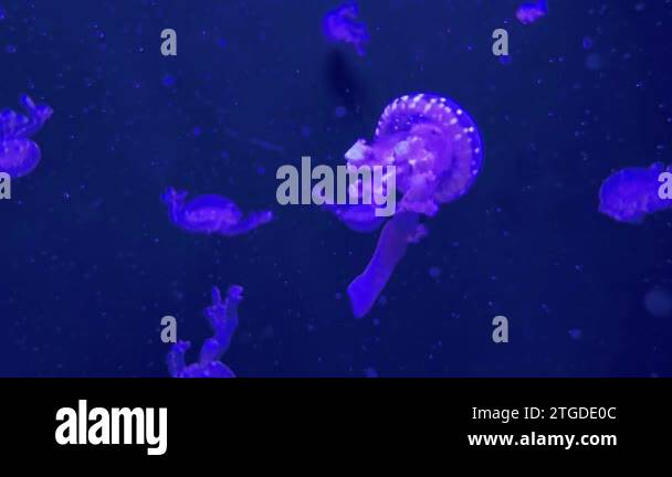 Jellyfish swimming shot on side view 4k footage. You can see the ...