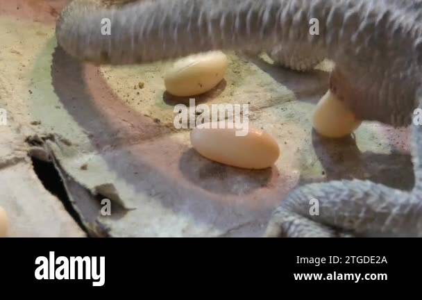 Pogona vitticeps female deposing her eggs. The Bearded Dragon lizard ...