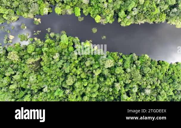 Nature tropical Amazon forest at Amazonas Brazil. Mangrove forest ...
