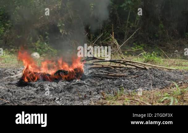 Destruction of jungle forest for farmland. Fire and smoke in the forest ...