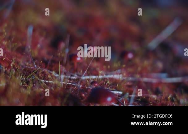 Red peat moss Stock Videos & Footage - HD and 4K Video Clips - Alamy