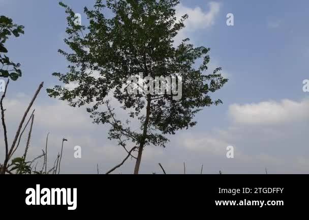 Dalbergia sissoo tree in blue sky background. This tree, known commonly ...