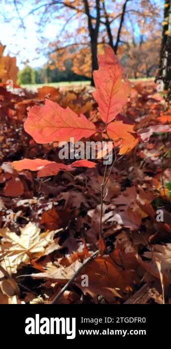 Red oak leaves on background of young sprouts with brown leaves, trees ...