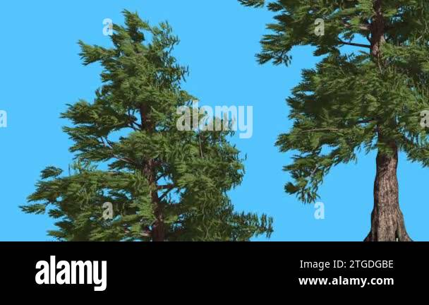 Western Red Cedar Two Trees Branches Lean Down Coniferous Evergreen ...