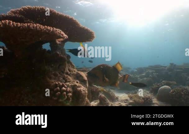 Trigger fish can easily bite with their powerful teeth are very hard ...