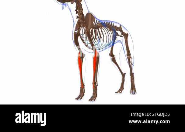 Extensor Carpi Radialis muscle Dog muscle Anatomy For Medical Concept ...