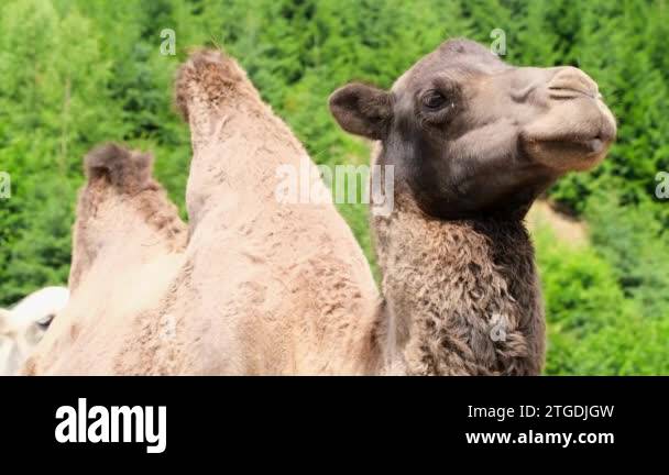 Thinking wildlife Stock Videos & Footage - HD and 4K Video Clips - Alamy