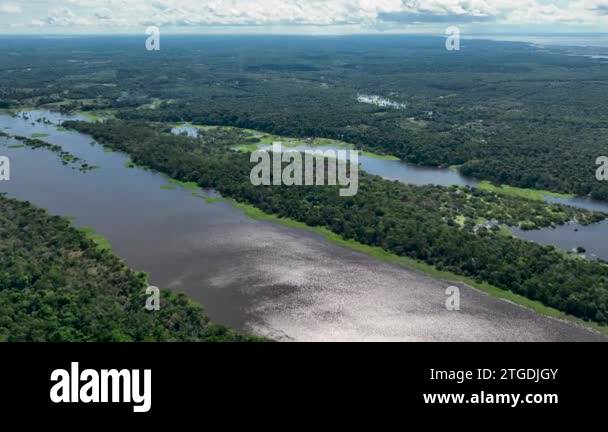 Nature tropical Amazon forest at Amazonas Brazil. Mangrove forest ...