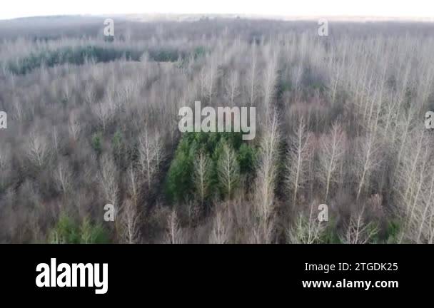 An aerial view of a dry deciduous forest Stock Video Footage - Alamy