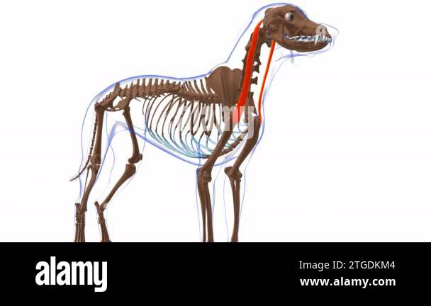 Cleidomastoideus muscle Dog muscle Anatomy For Medical Concept 3D ...