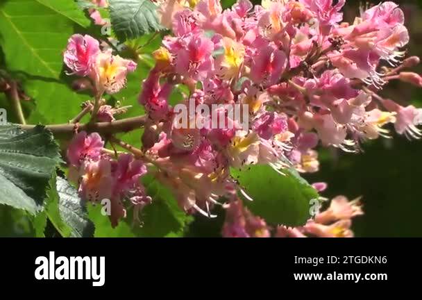 Pink chestnut flower Stock Videos & Footage - HD and 4K Video Clips - Alamy
