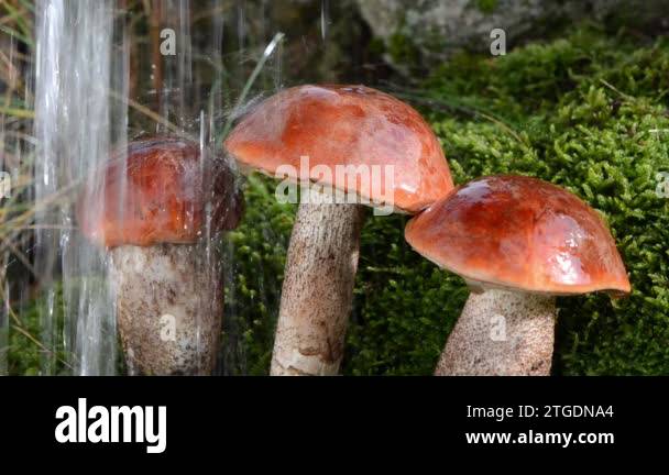 Cap mushrooms Stock Videos & Footage - HD and 4K Video Clips - Alamy