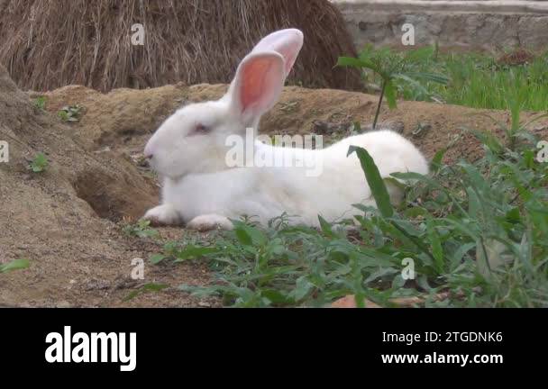 white rabbit lying on the ground. He breathes heavily. hare rests in ...