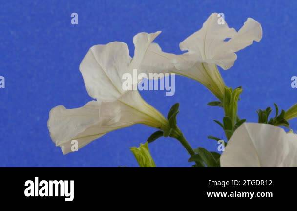 White funnel shaped flower Stock Videos & Footage - HD and 4K Video ...