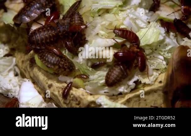 A group of cockroaches of different species big and small eat food ...
