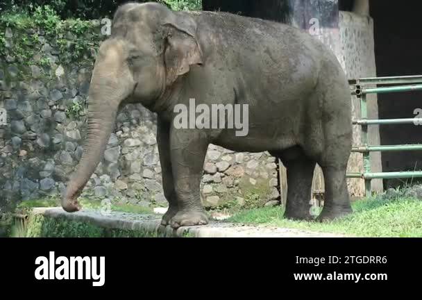 This is photo of Sumatran elephant (Elephas maximus sumatranus) in the ...